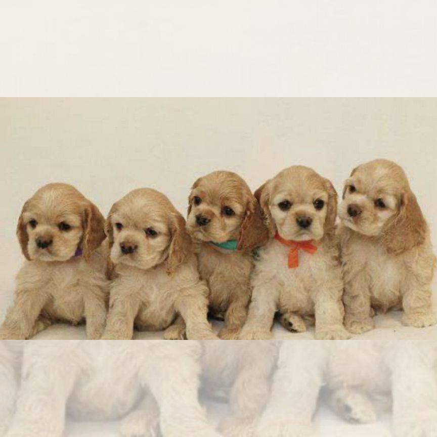 Американский кокер-спаниель, щенок