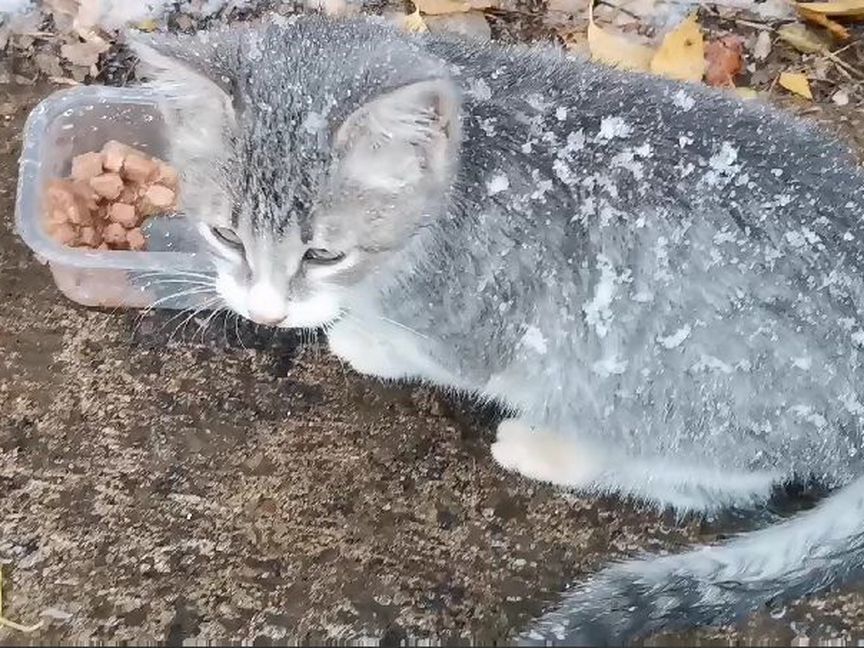 Котенок Джерри