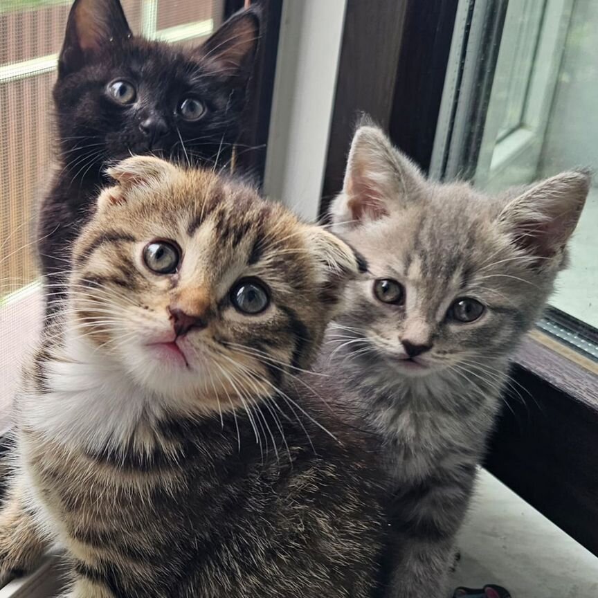 Котята в добрые руки