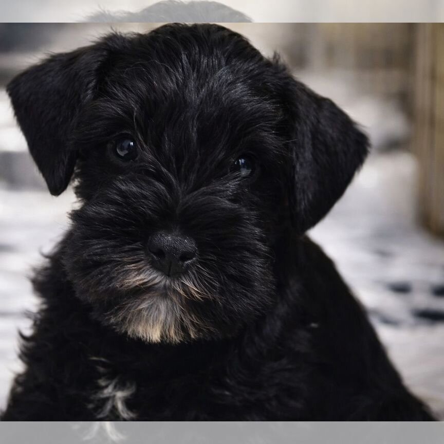 Цвергшнауцер, щенок