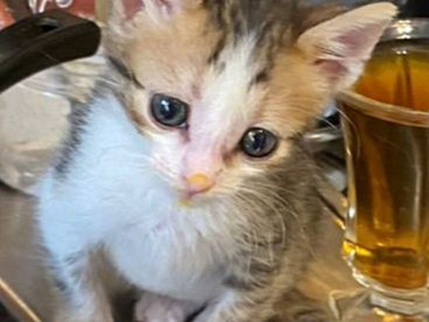 Котенок девочка