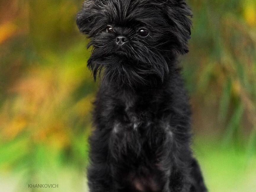 Аффенпинчер