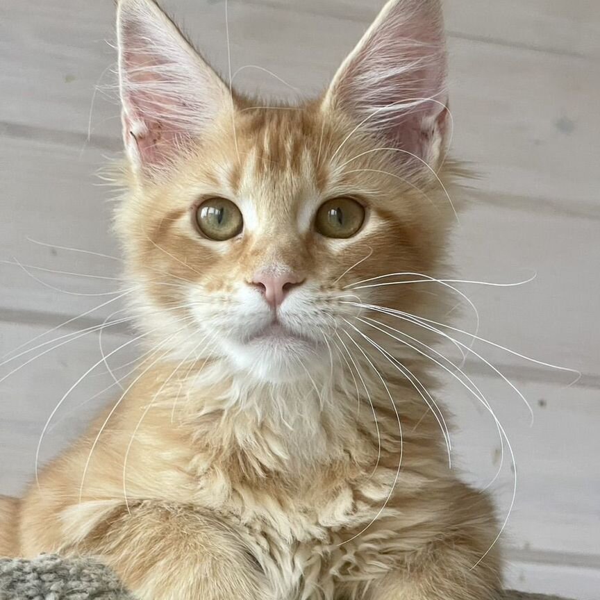 Мейн-кун котенок