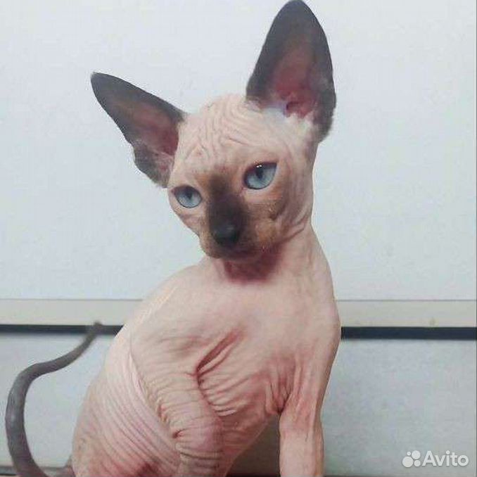 Канадский сфинкс с бирюзовыми глазами