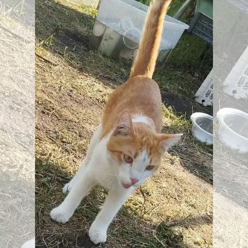 Сибирский, взрослый кот