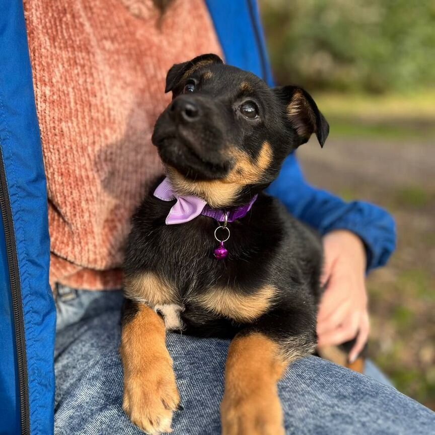 Щенок в дар, собака в добрые руки