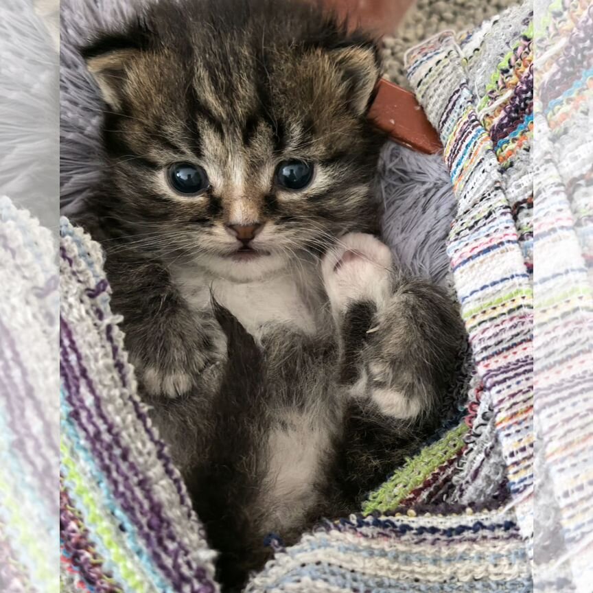 Котенок