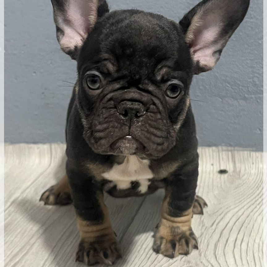 Сладкий шоколадик