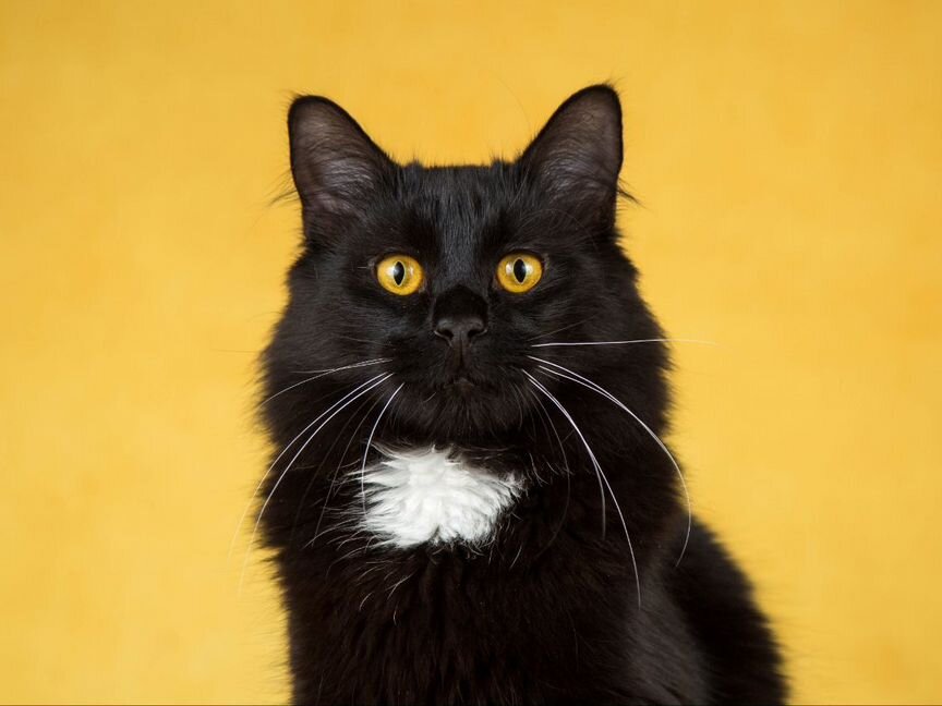 Красавец-кот по кличке Падди