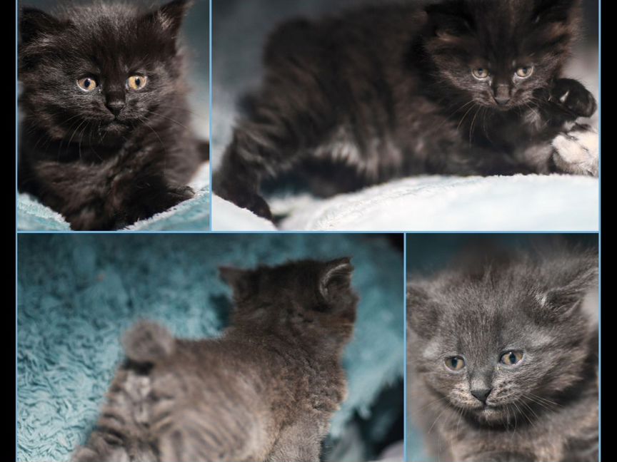 Фабрика Курильских бобтейлов