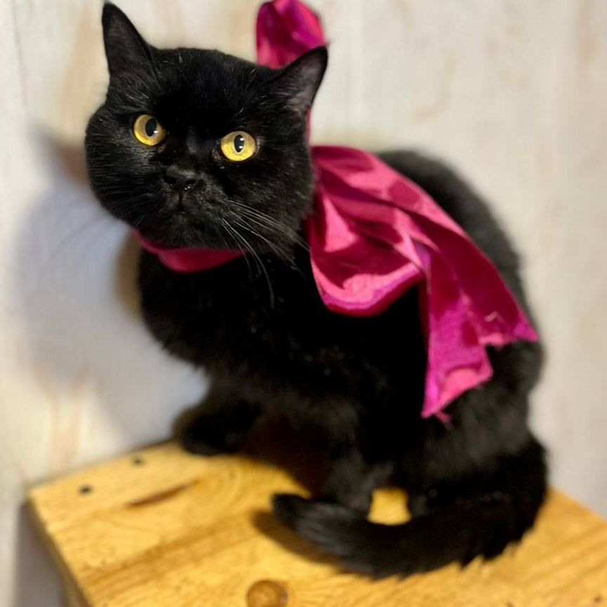 Британская короткошёрстная, взрослая кошка