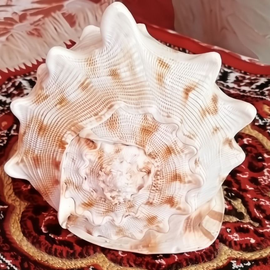 Ракушка морская большая