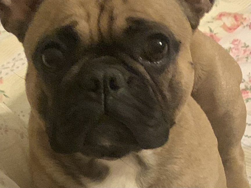 Французский бульдог кабель вязка