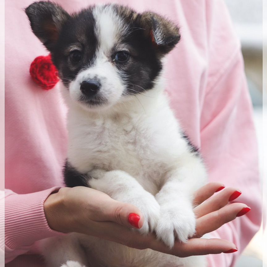 Крошка Сириус шенок в доьрые руки