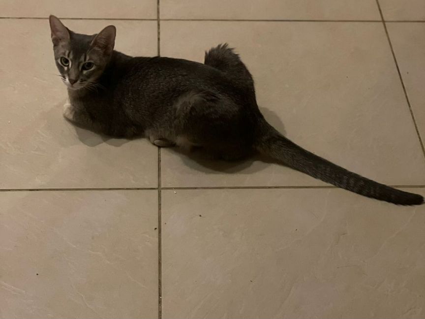 Кошка