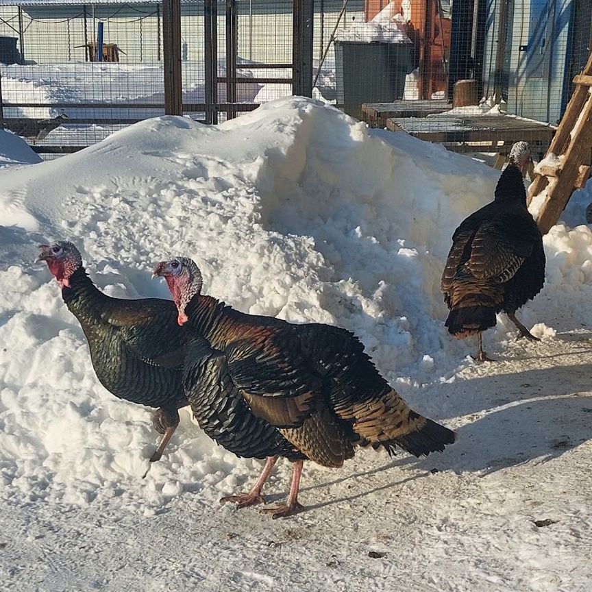 Индюк дикая американская