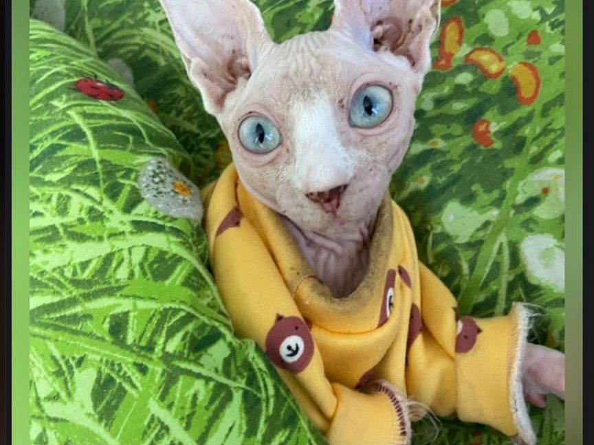 Сфинкс вязка