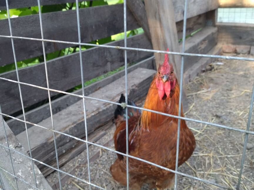 Молодые петушки