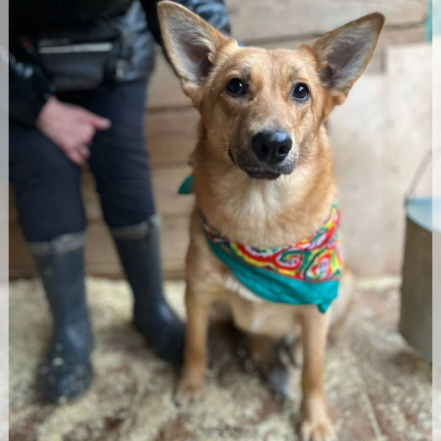 Щенок в добрые руки