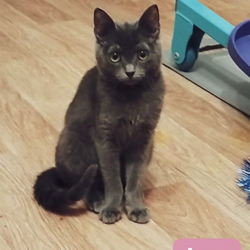 Котёнок Фея ищет дом