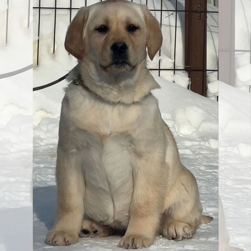 Лабрадор-ретривер, щенок