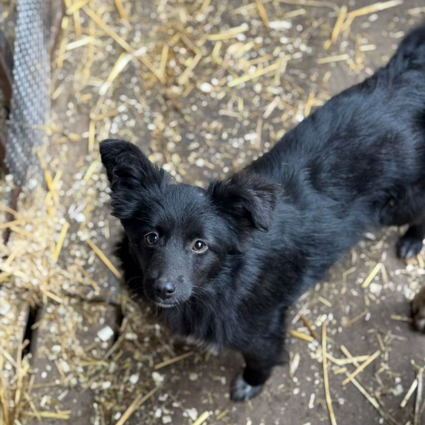 Щенок в добрые руки