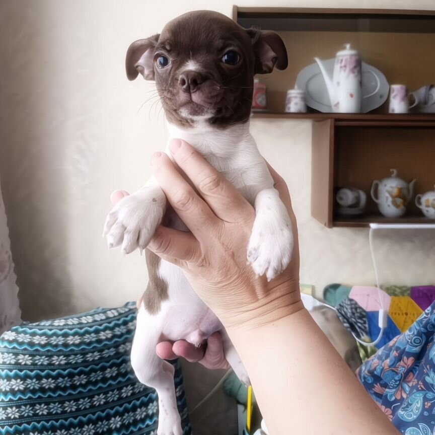 Чихуахуа, щенок