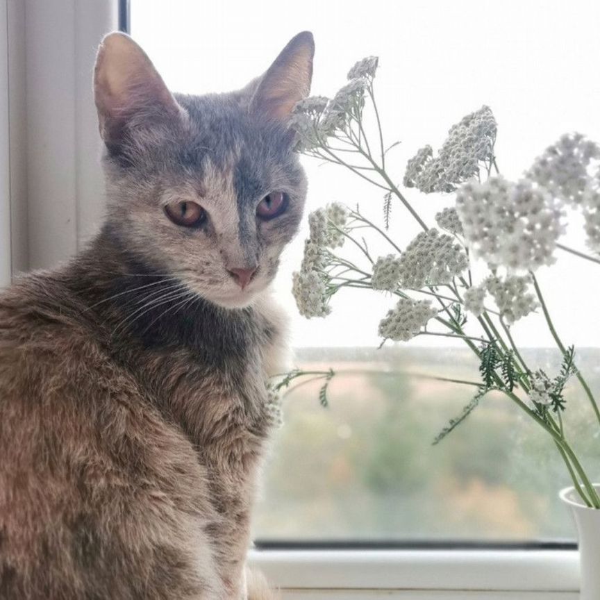 Кошка в добрые руки. Нежная Оливия