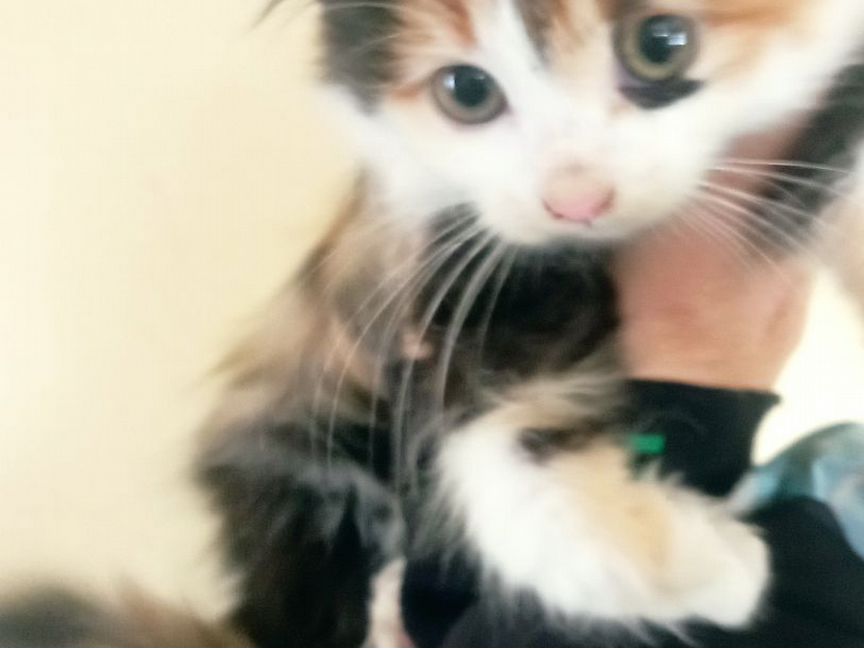 Котенок