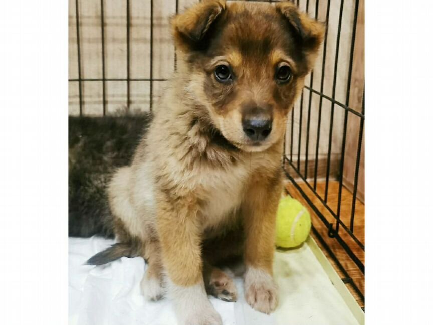 Щенок мальчик 2 месяца