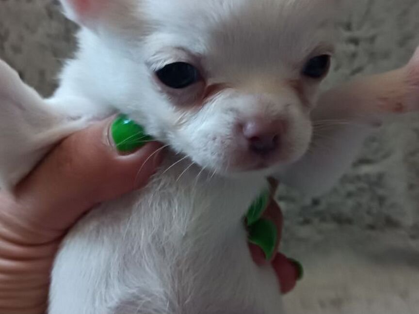 Щенки чихуахуа девочки