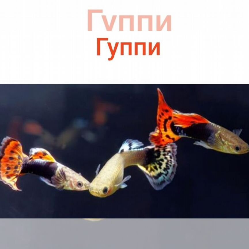 Аквариумные рыбки