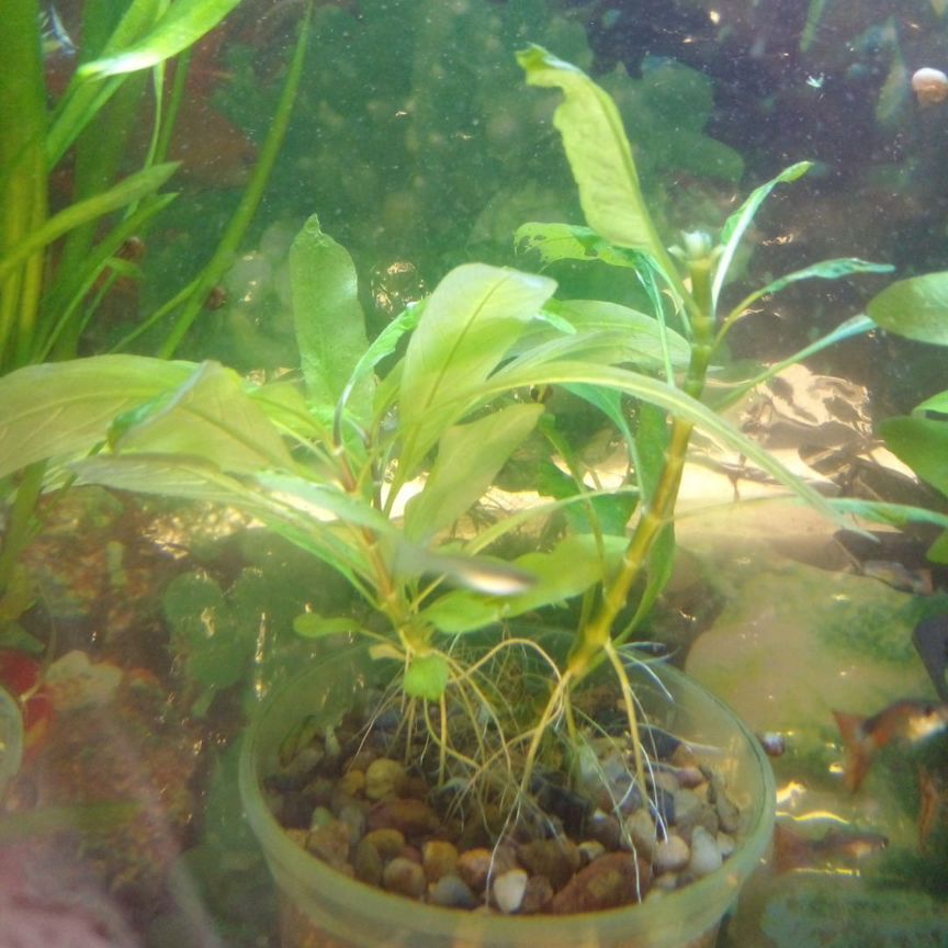 Аквариумные растения