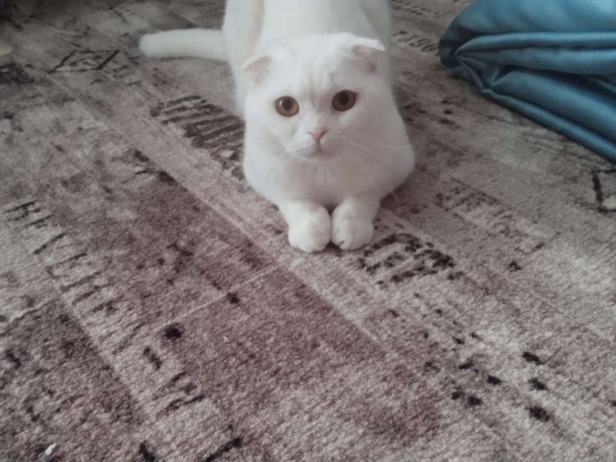 Шотландский кот вязка