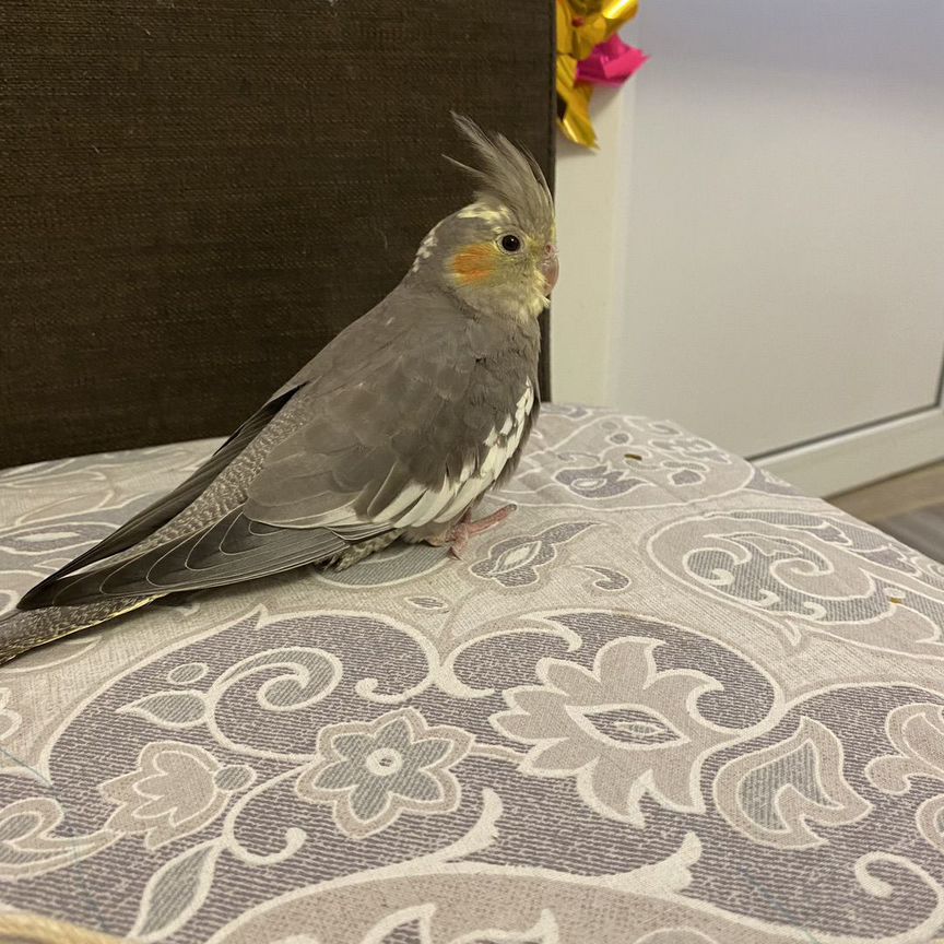 Попугай корелла