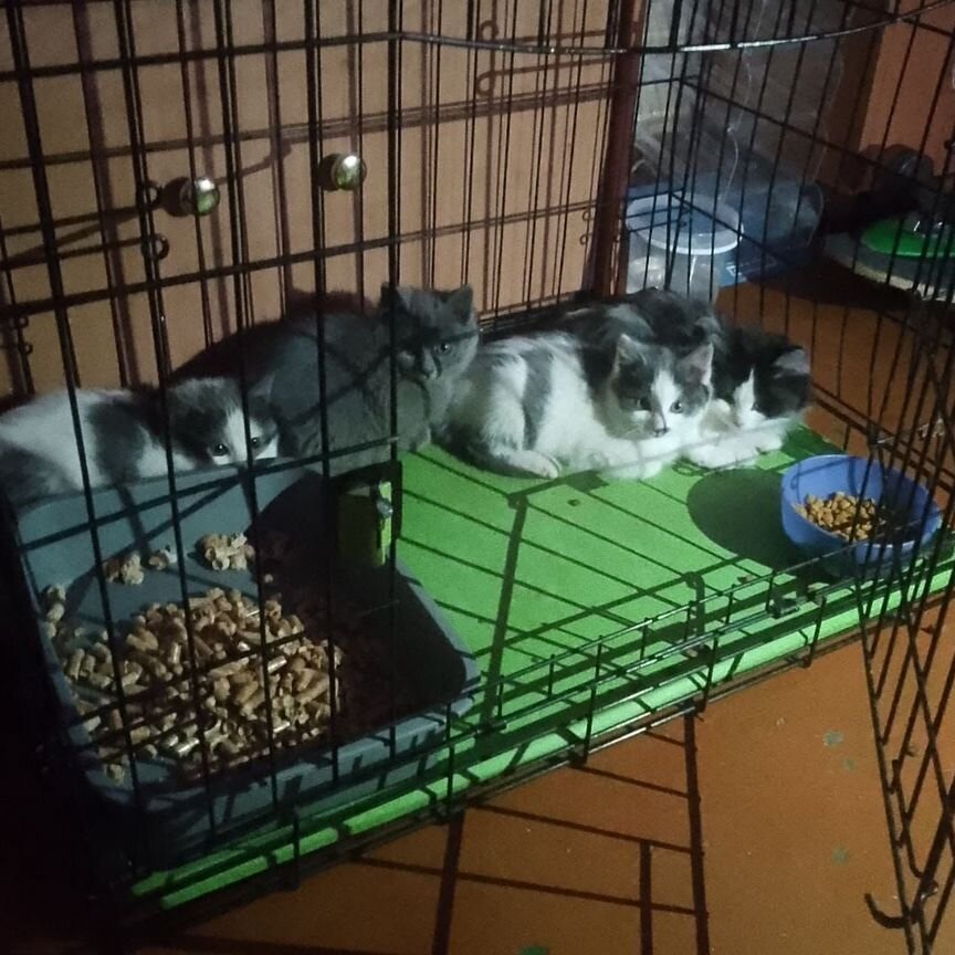 Дачные няшные котята Дивногорск