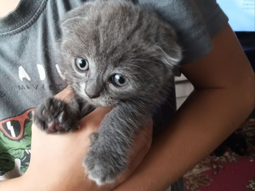 Британские котята