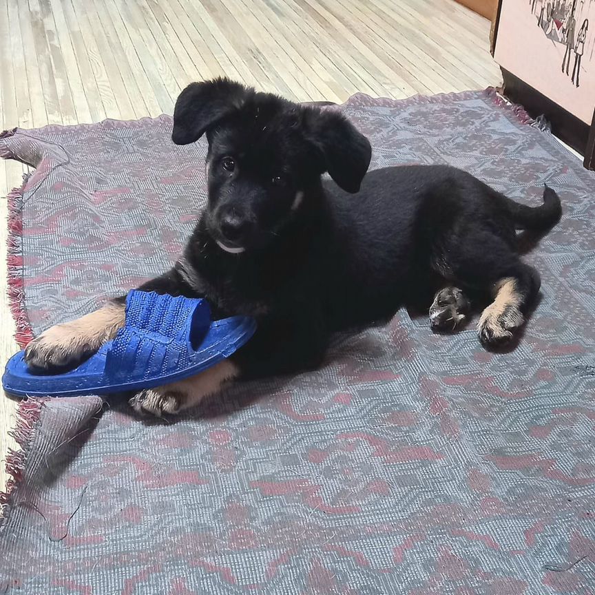 Отдам в добрые руки