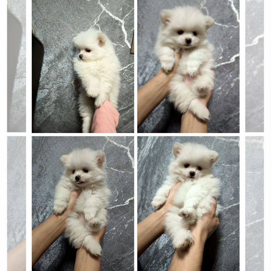 Немецкий шпиц, щенок