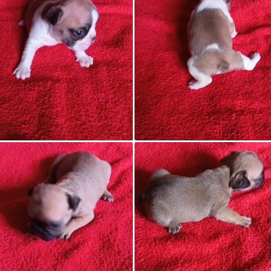 Щенки Французского бульдога с вет.паспортом