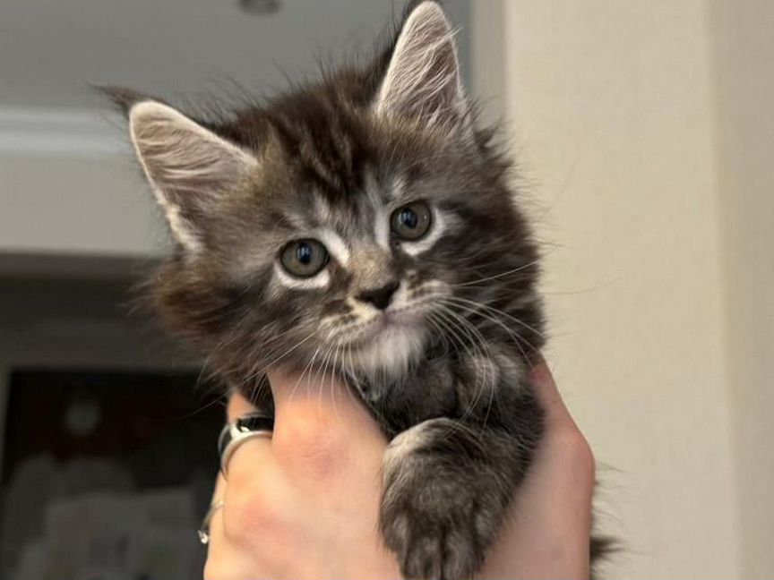 Котята мейн-кун полидакт