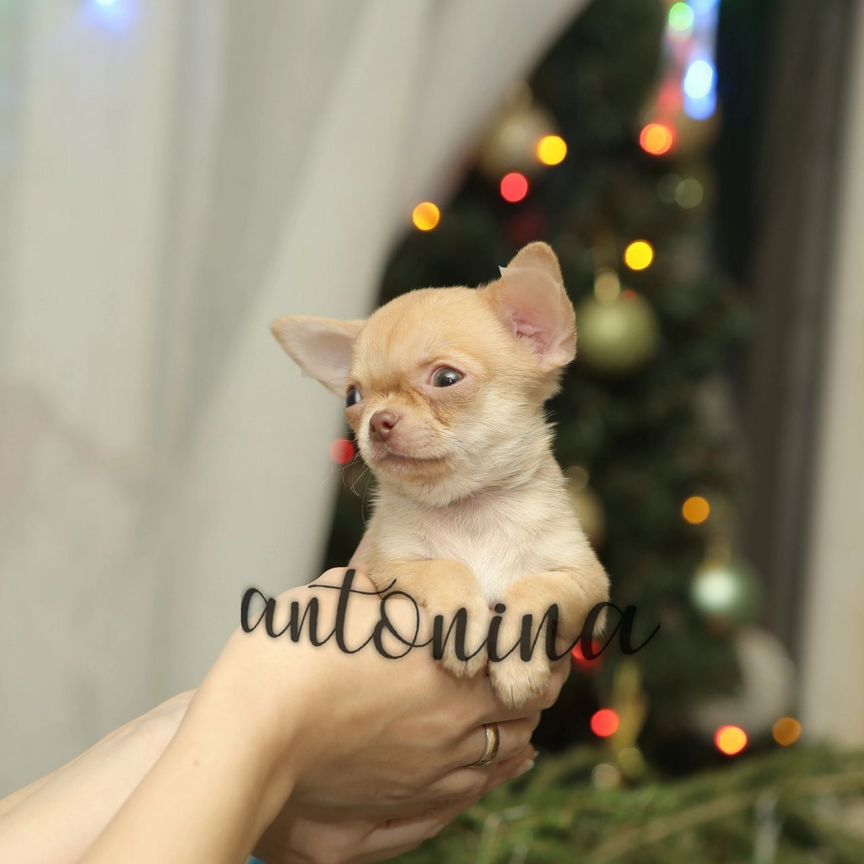 Мини мальчик