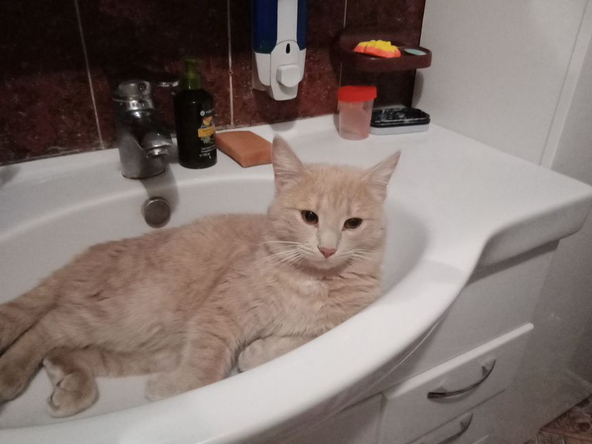 Потерялся рыжий кот