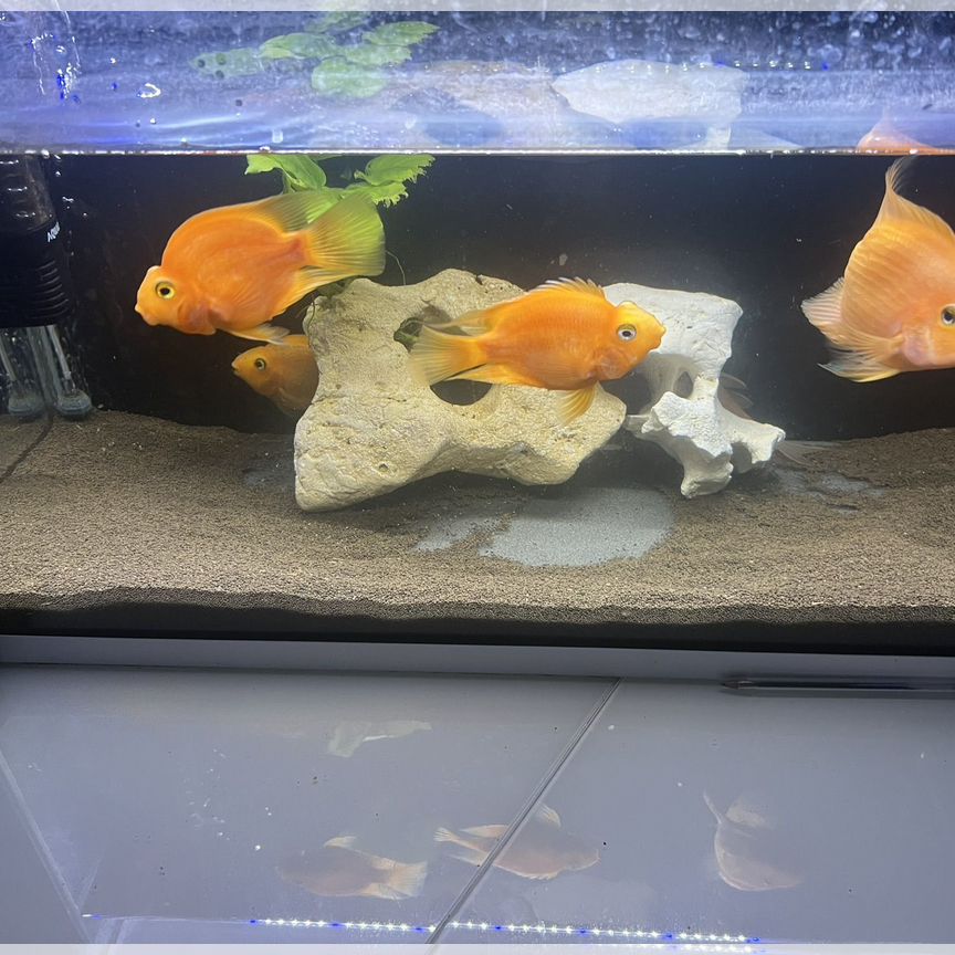 Аквариумные рыбки