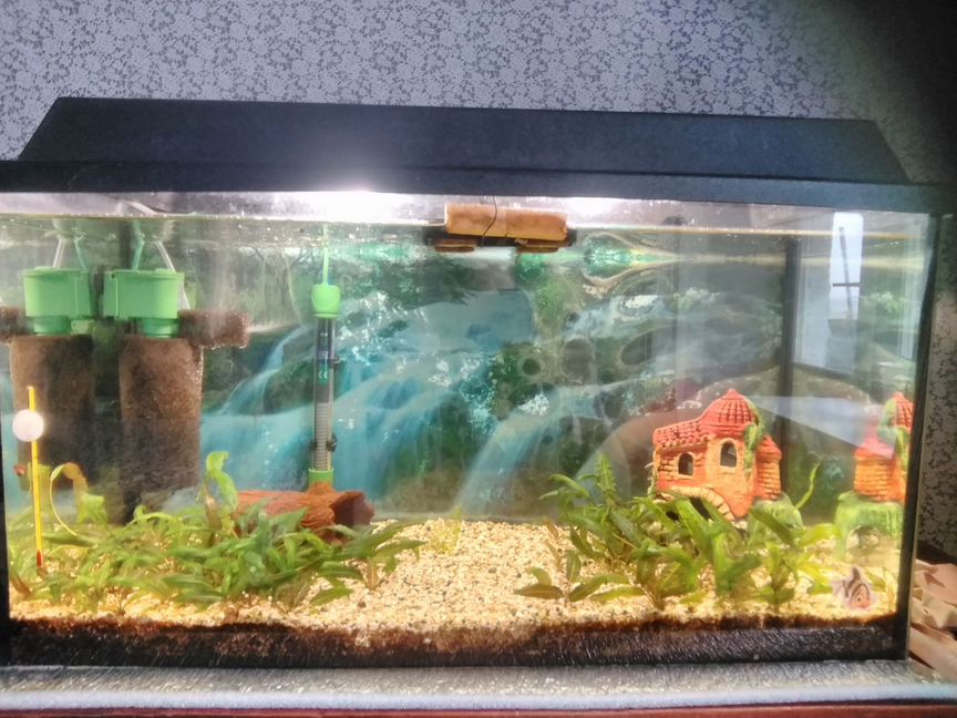 Аквариумные рыбки сомики