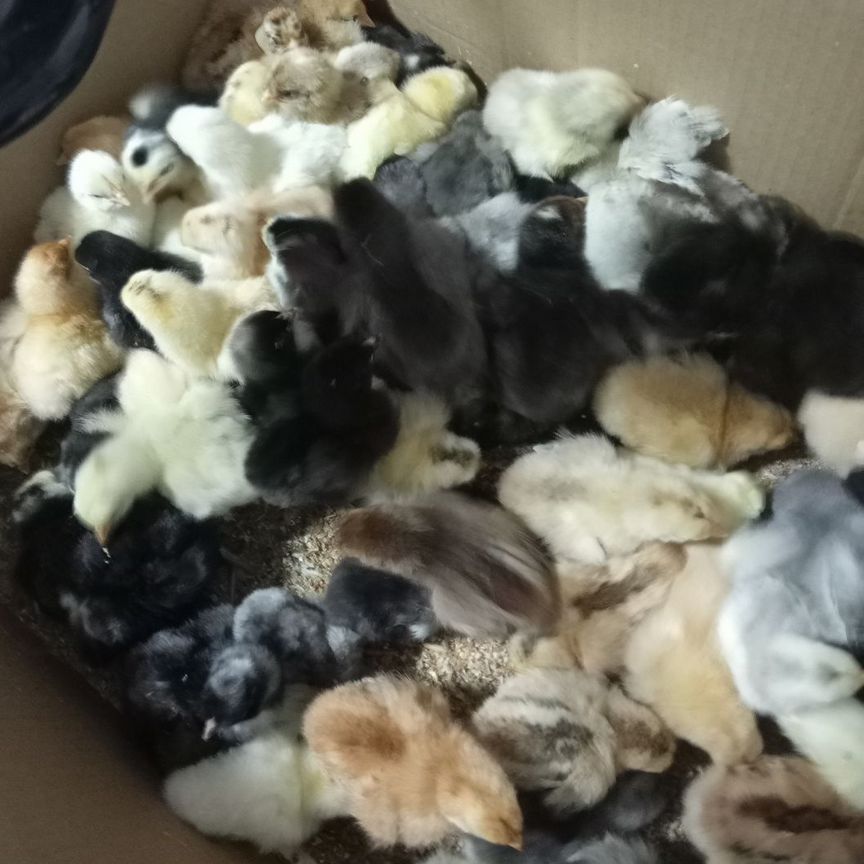 Инкубационное яйцо породистых кур