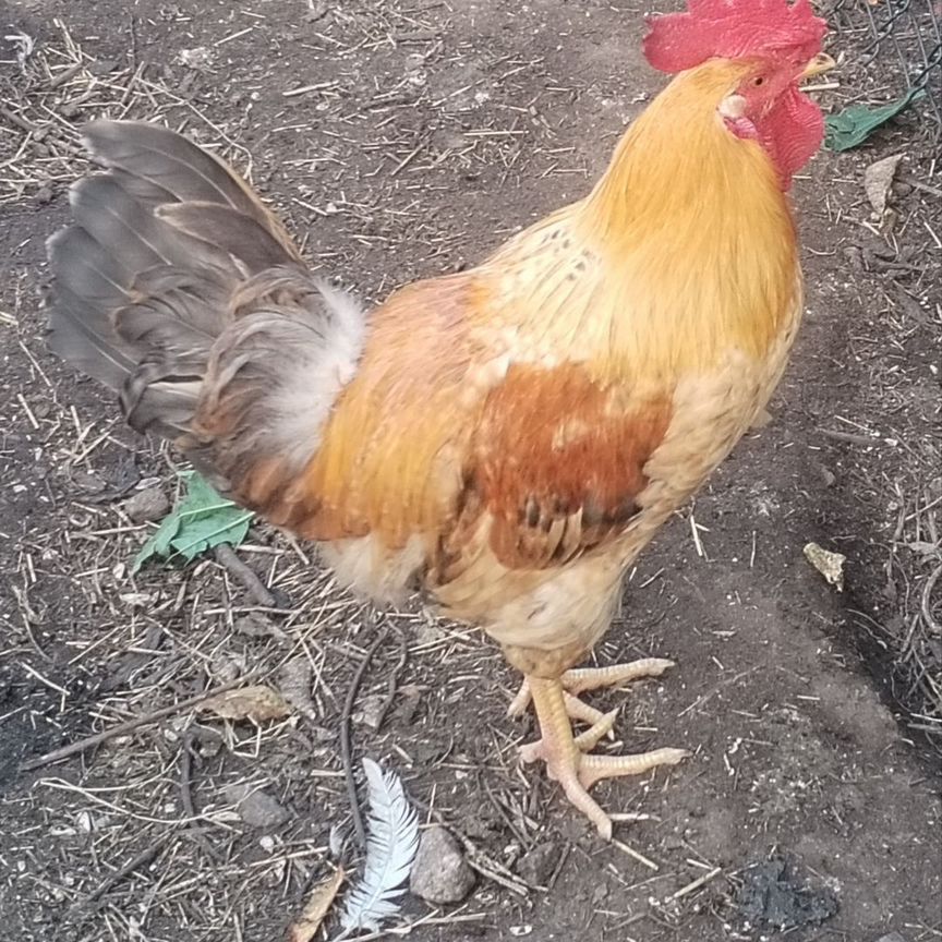 Молодые петухи