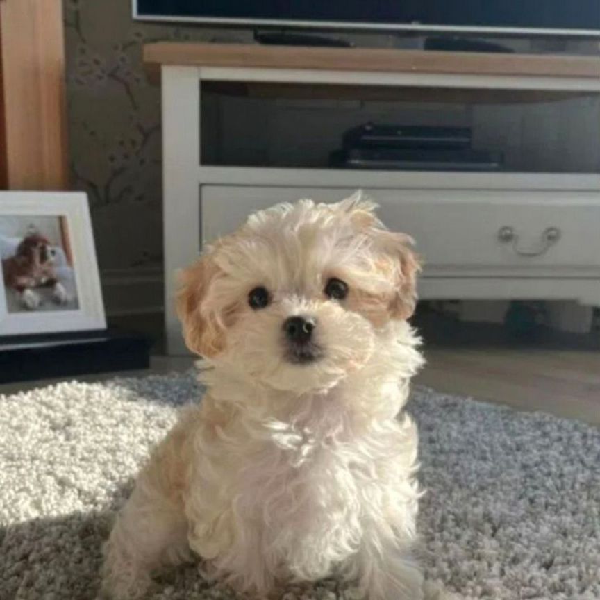 Мальтипу ф1 мини