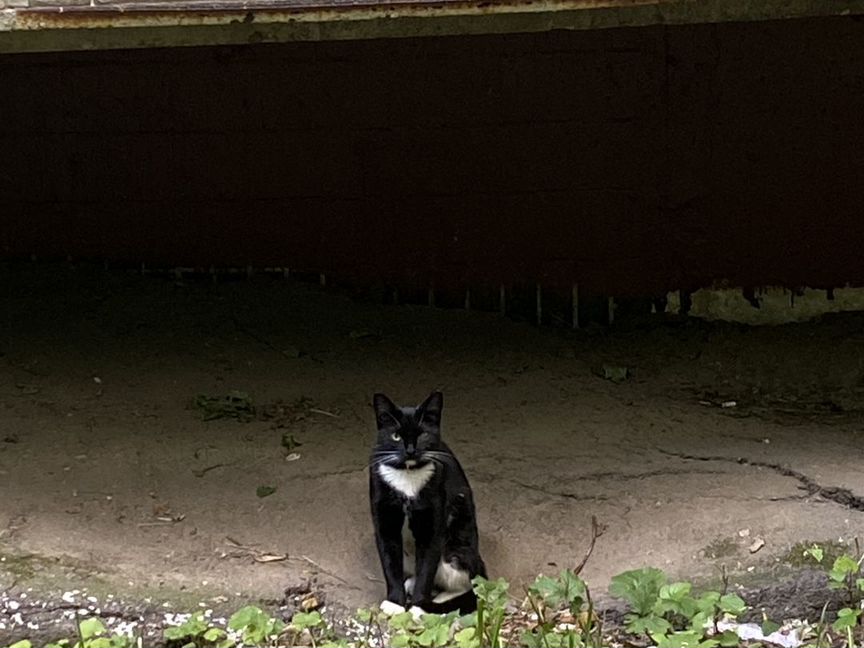 Коты в добрые руки