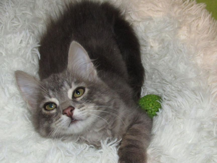 Котёнок мальчик